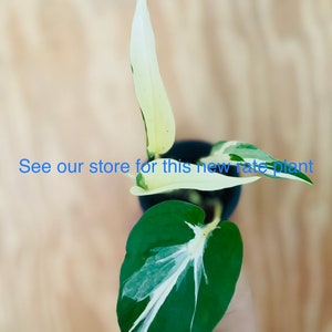 Rare Epipremnum Harlequin RARE Super White Cultivar of Epipremnum ...