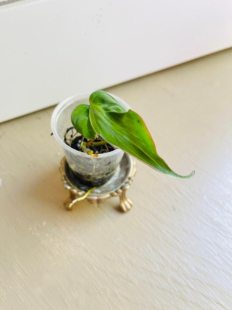 Rare Variegated Mican Philodendron RARE Cultivar Rare Plant - Etsy