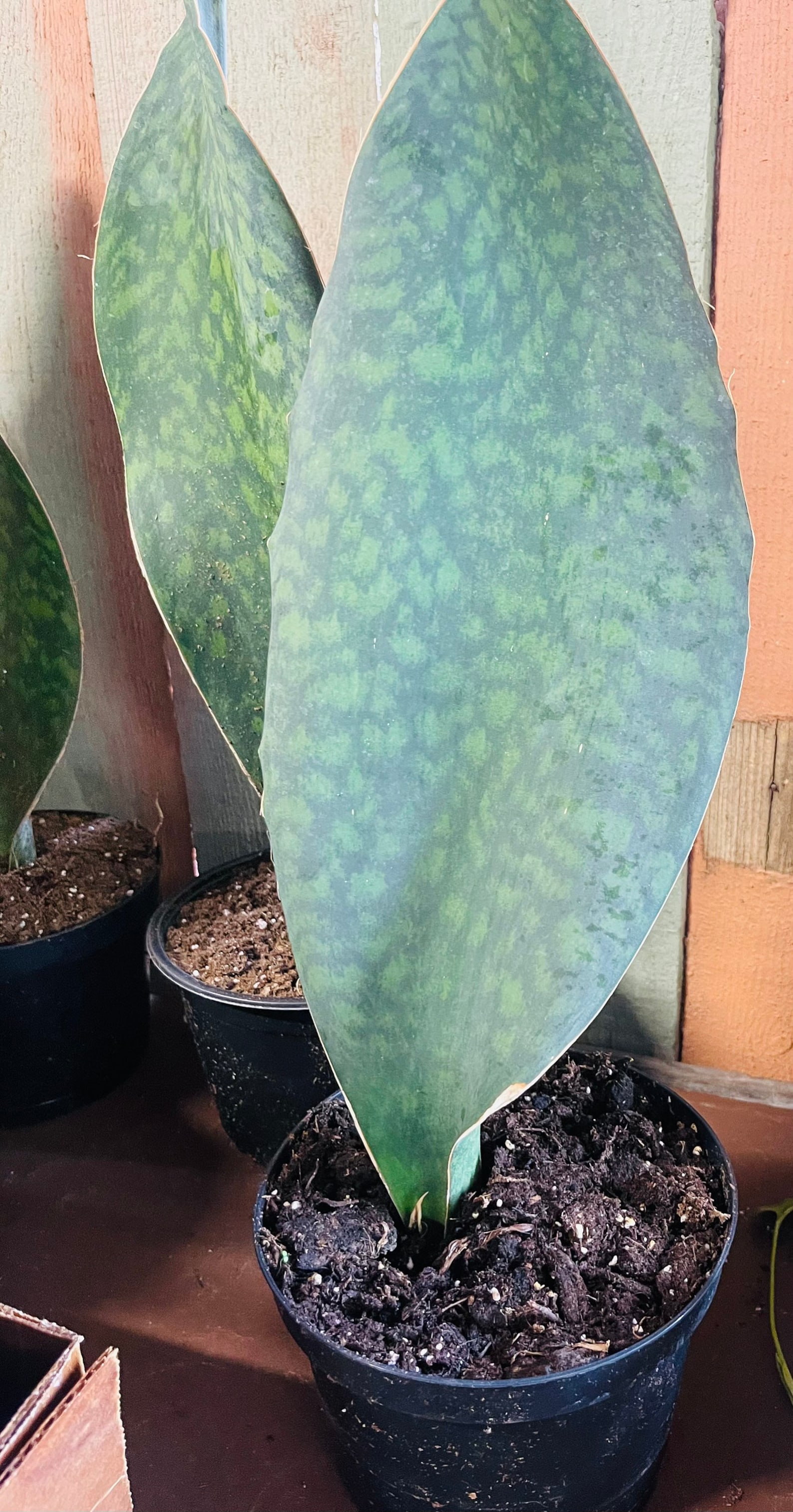 Whale Fin Sansevieria Plant Live Rare Whale Tale Plant Exotic | Etsy