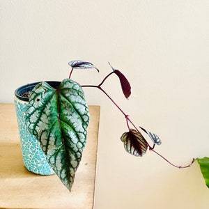 Cissus Discolor Rex Begonia Vine Cissus Javana Rare Houseplant - Etsy