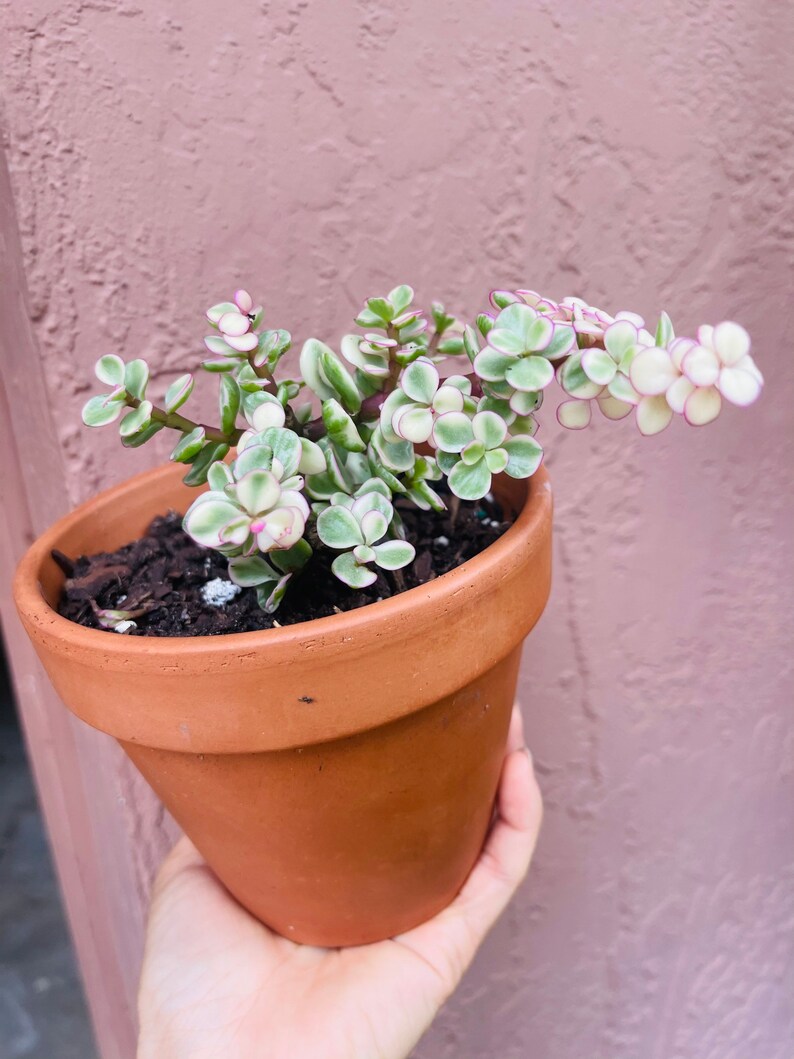 Pink House Plant Pink Variegated Succulent Jade Plant Rare | Etsy