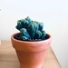 Rare Cactus Blue Crested Cactus Plant Rare Cactus Rare Cactus Exotic ...