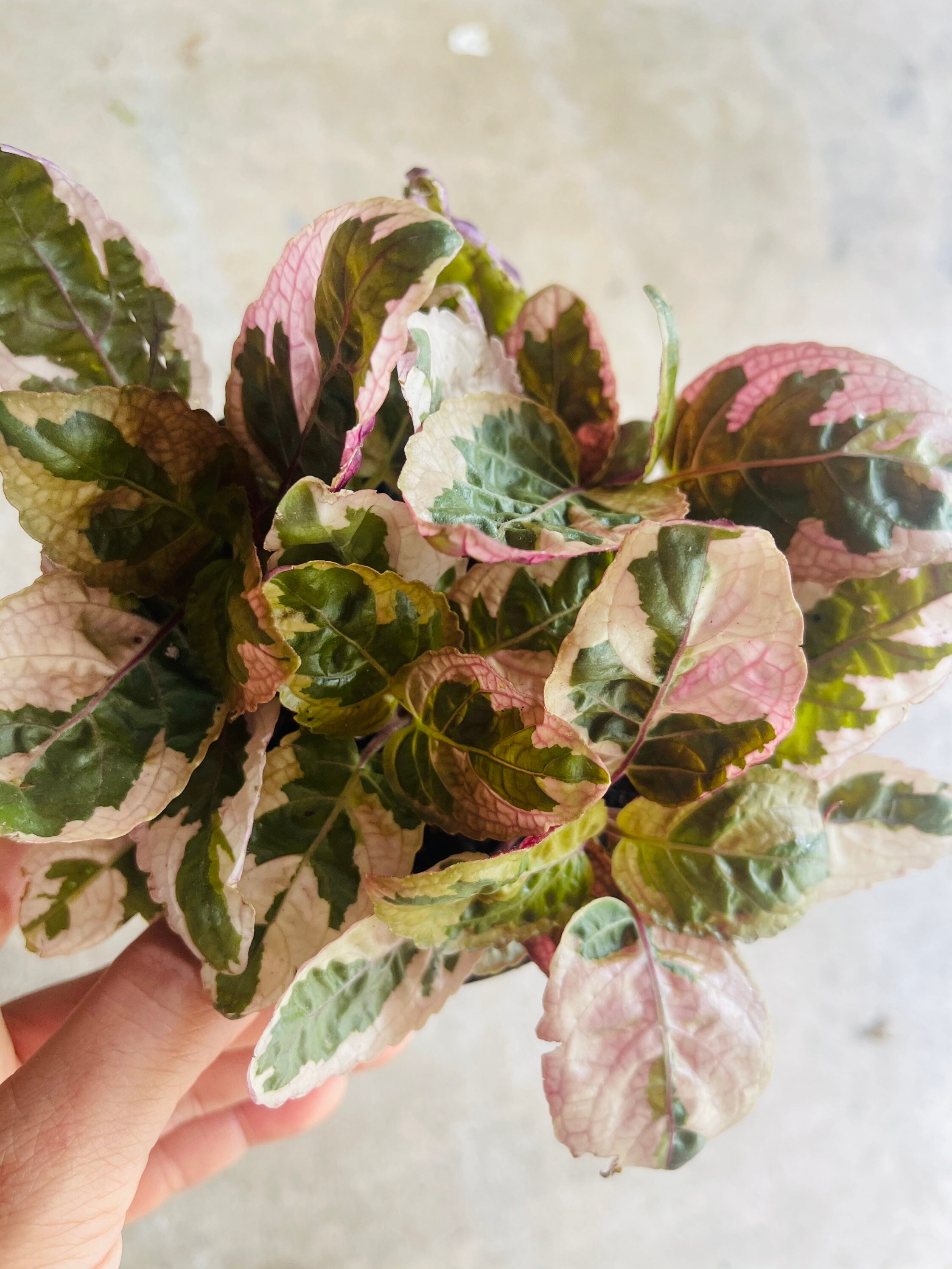 Rooted VERY RARE color plant pink houseplant exotic plant | Etsy