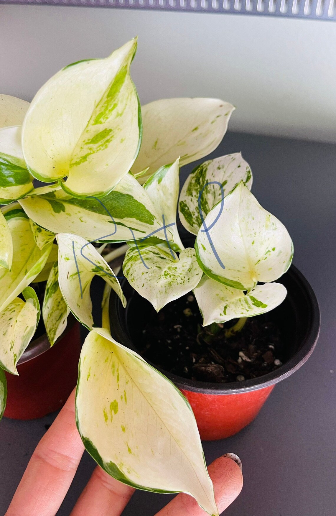 Rare Epipremnum Harlequin RARE Super White Cultivar of - Etsy