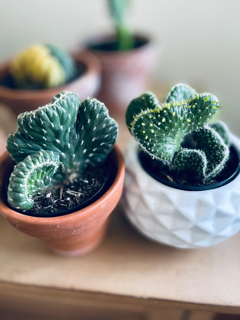 Blue Crested Cactus Rare Cactus Blue Crested Cactus Plant Rare - Etsy