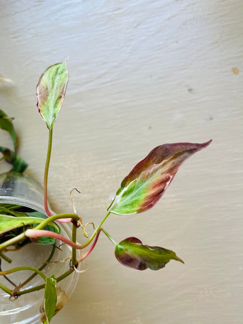 Rare Variegated Mican Philodendron RARE Cultivar Rare Plant - Etsy