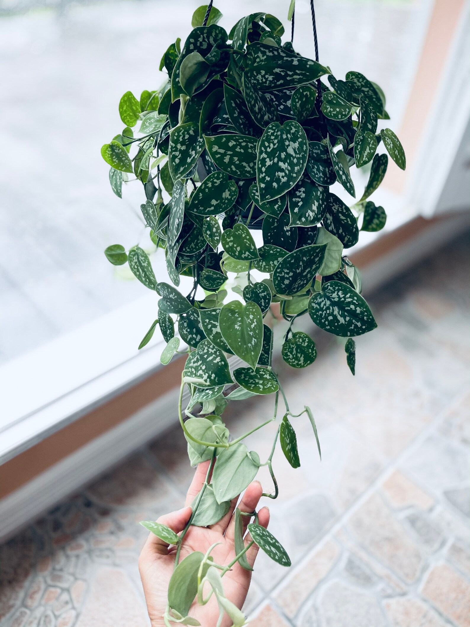 Scindapsus Silver Satin Pothos Low Light Houseplant Variegate Plant ...