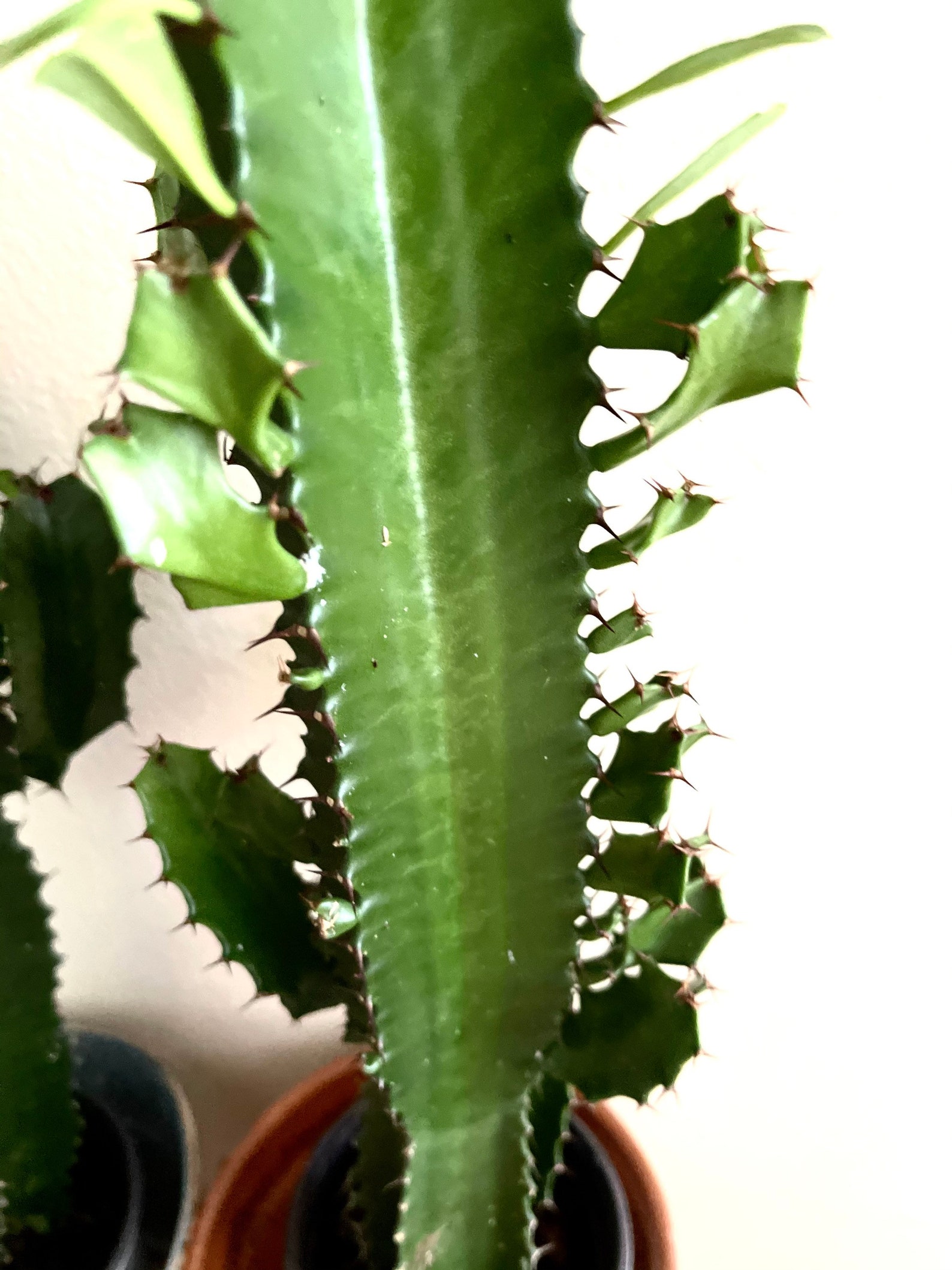 Big Cactus Plant Tall Cactus Plant Rare Variegated Cactus - Etsy