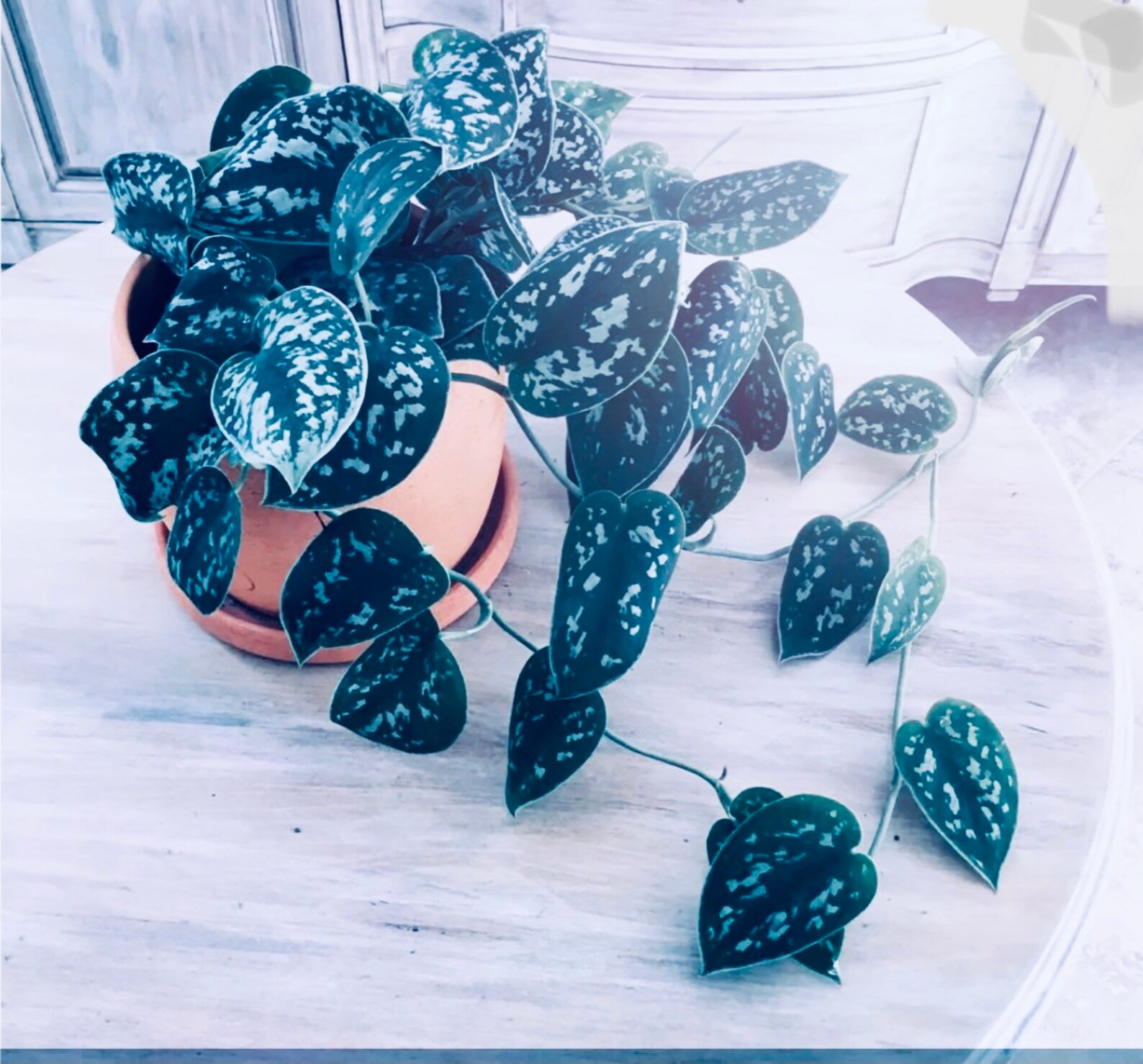 Scindapsus Silver Satin Pothos Low Light Houseplant Variegate Plant ...