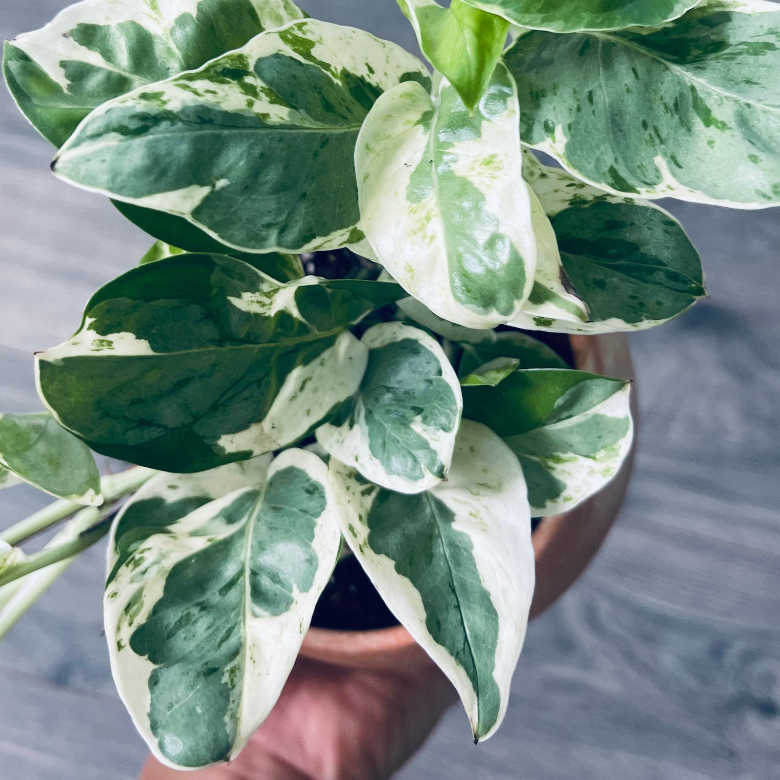 Rare Pothos Pearl and Jade Pothos Plants Cutting Rare | Etsy
