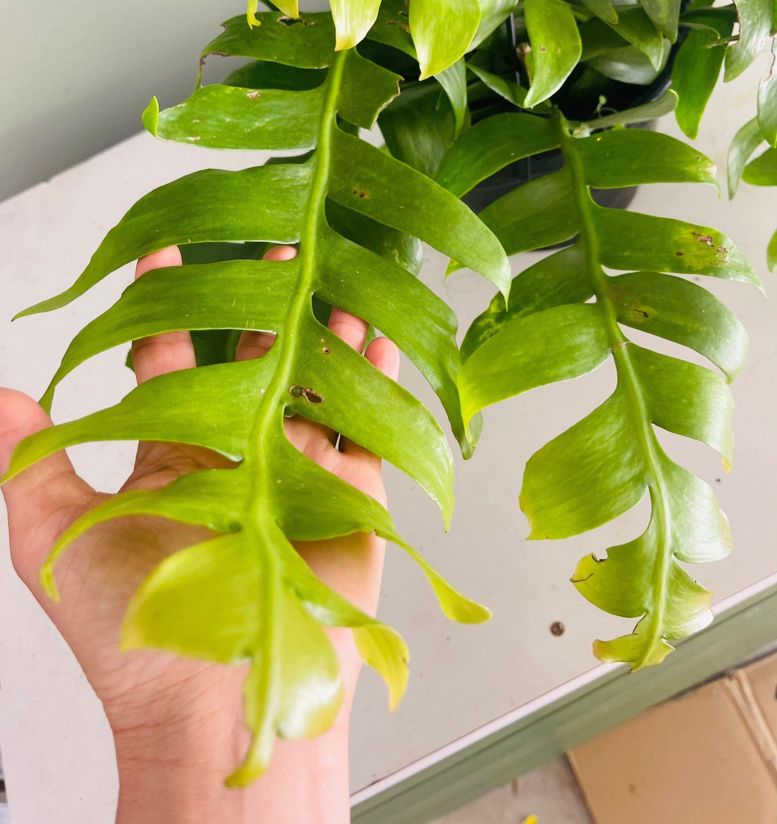 Fern Leaf Cactus Rare Shark Teeth CUATUS Cutting Rare Houseplants Live ...