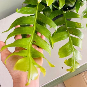 Fern Leaf Cactus Rare Shark Teeth CUATUS Cutting Rare Houseplants Live ...