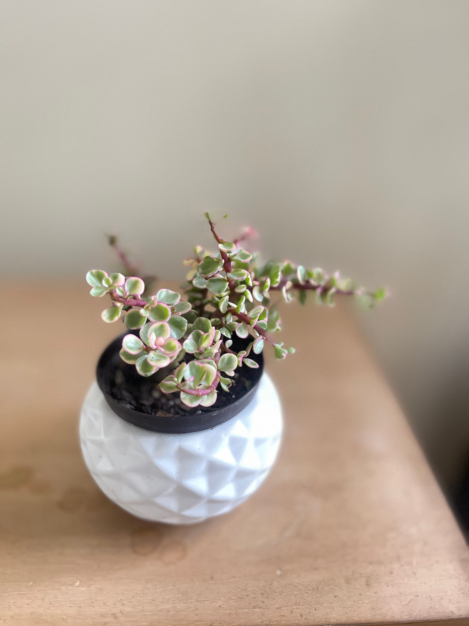 Pink House Plant Pink Variegated Succulent Jade Plant Rare Pink Jade ...