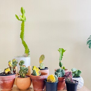 Rare Cactus Blue Crested Cactus Plant Rare Cactus Rare Cactus Exotic ...