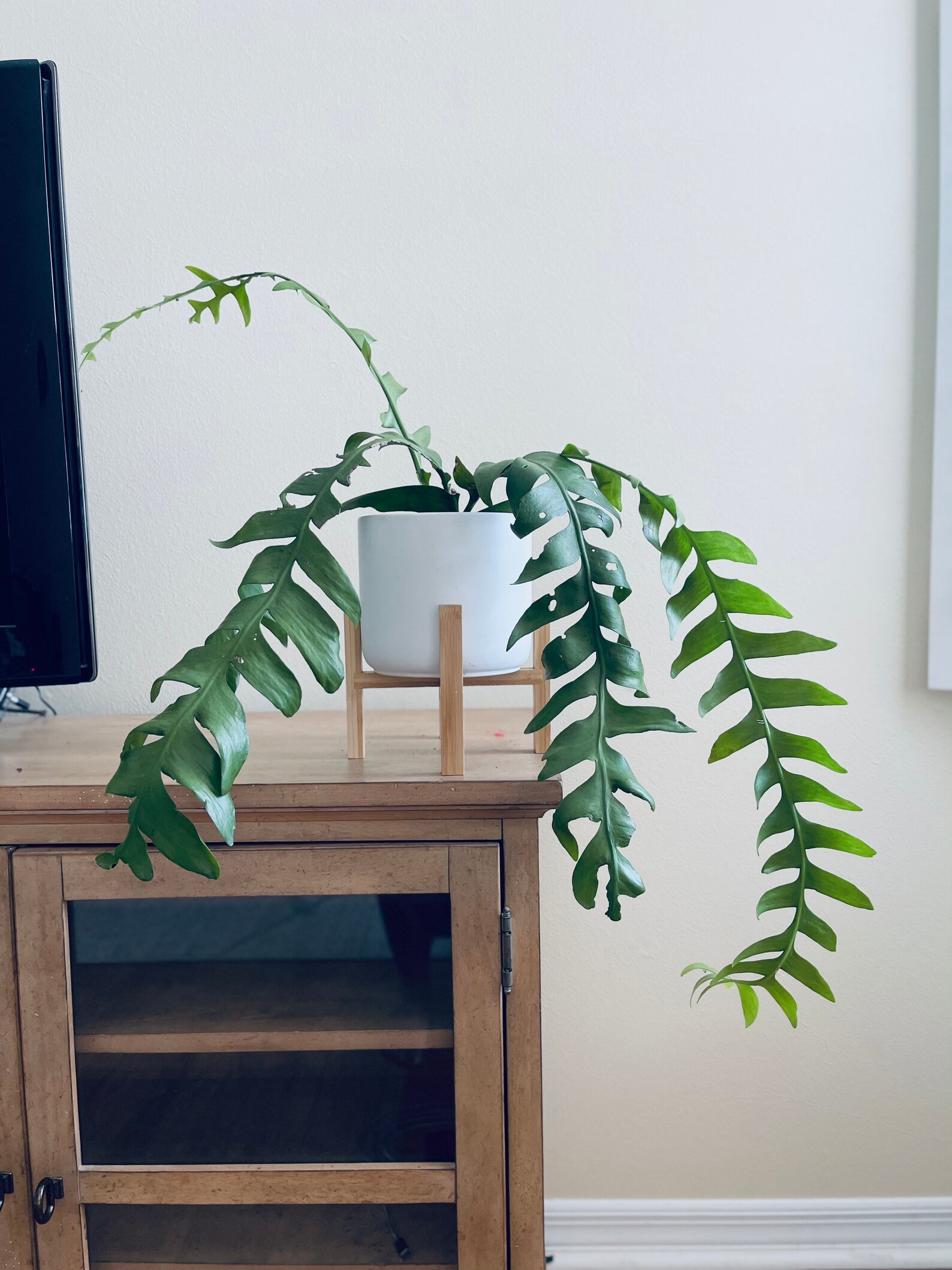 Fern Leaf Cactus Rare Shark Teeth CUATUS Cutting Rare Houseplants Live ...