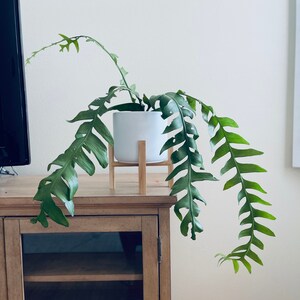 Fern Leaf Cactus Rare Shark Teeth CUATUS Cutting Rare Houseplants Live ...