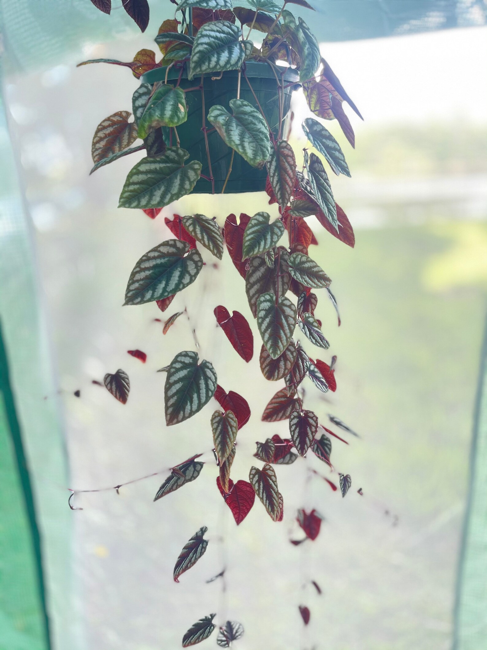 Cissus Discolor Rex Begonia Vine Cissus Javana Rare Houseplant - Etsy