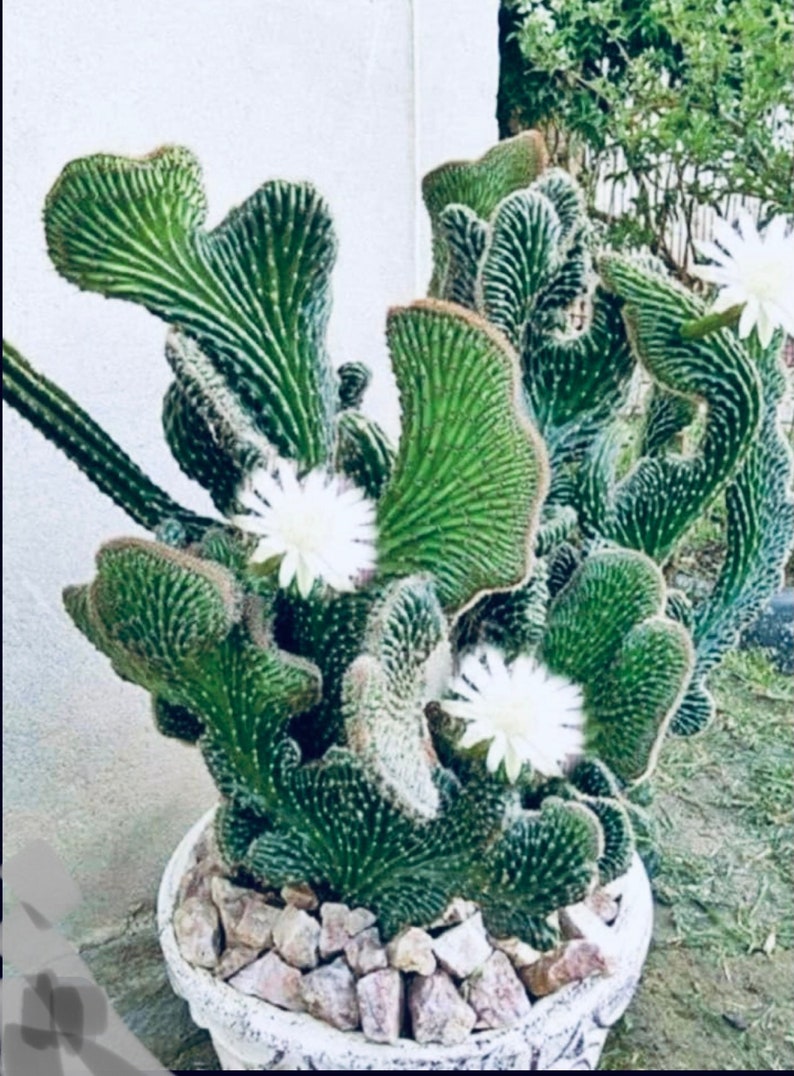 Blue Crested Cactus Rare Cactus Blue Crested Cactus Plant Rare - Etsy