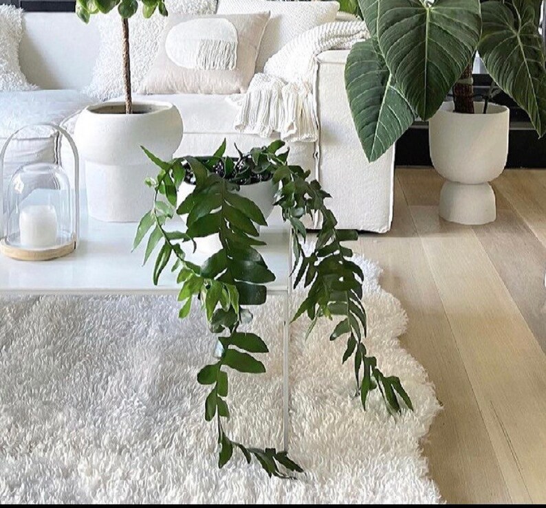 Fern Leaf Cactus Rare Shark Teeth CUATUS Cutting Rare - Etsy