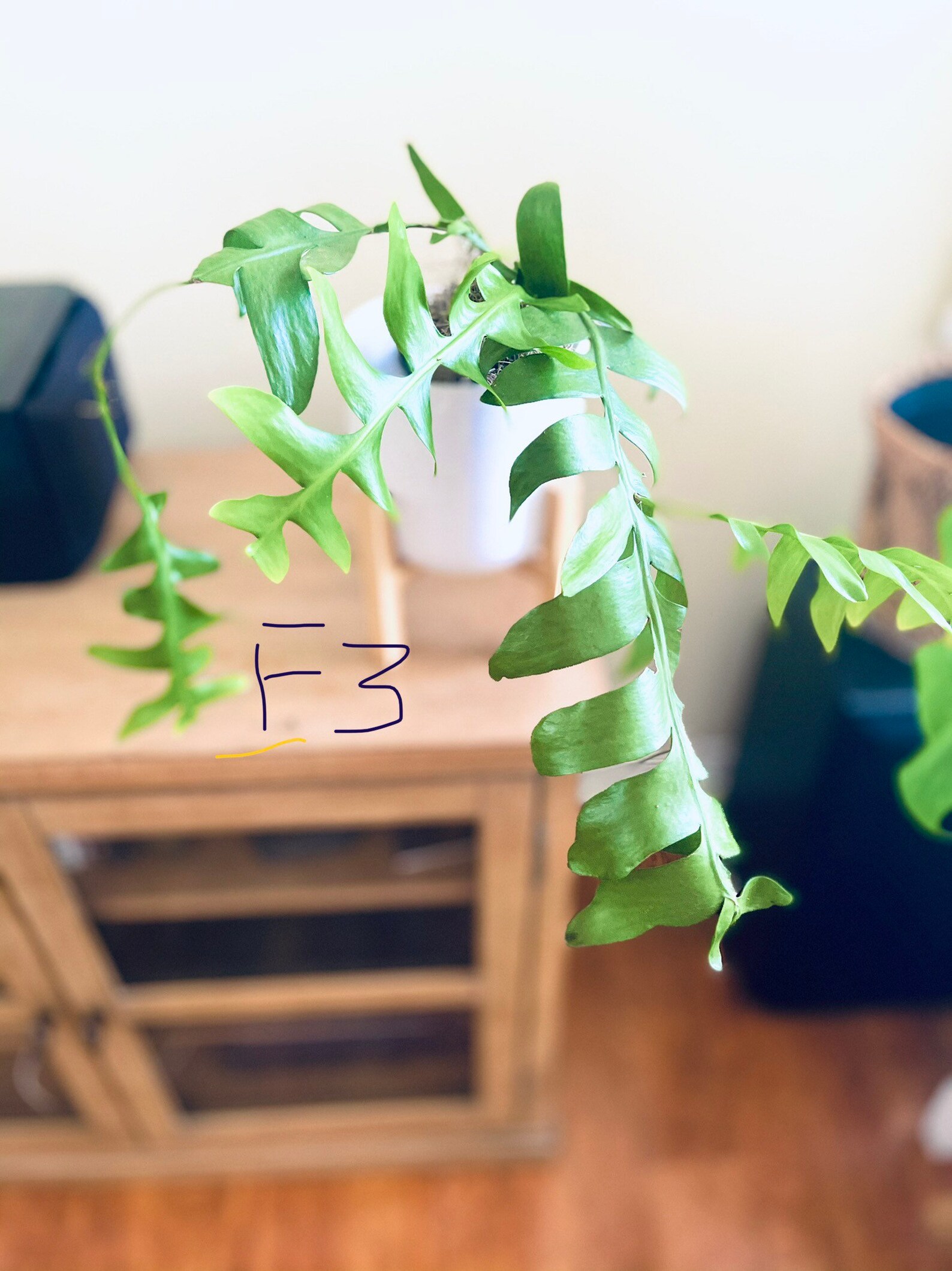 Fern Leaf Cactus Rare Shark Teeth CUATUS Cutting Rare Houseplants Live ...