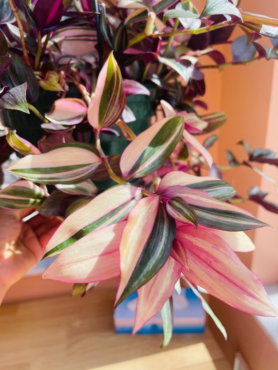 Wandering Jew Pink Wandering Jew Multicolor Tradescantia - Etsy