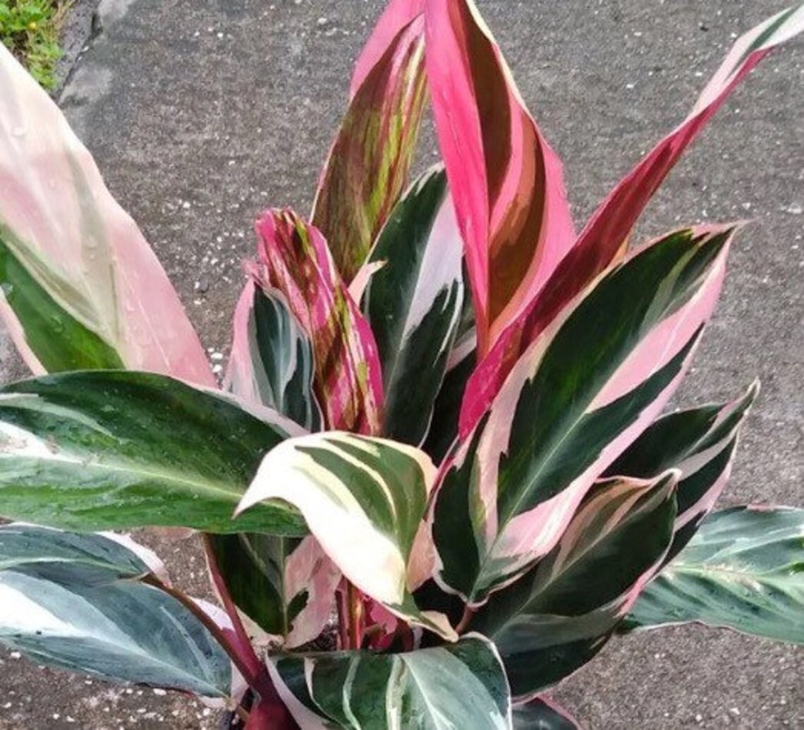 Stromanthe sanguinea Tri-Color rare houseplant pink variegated | Etsy