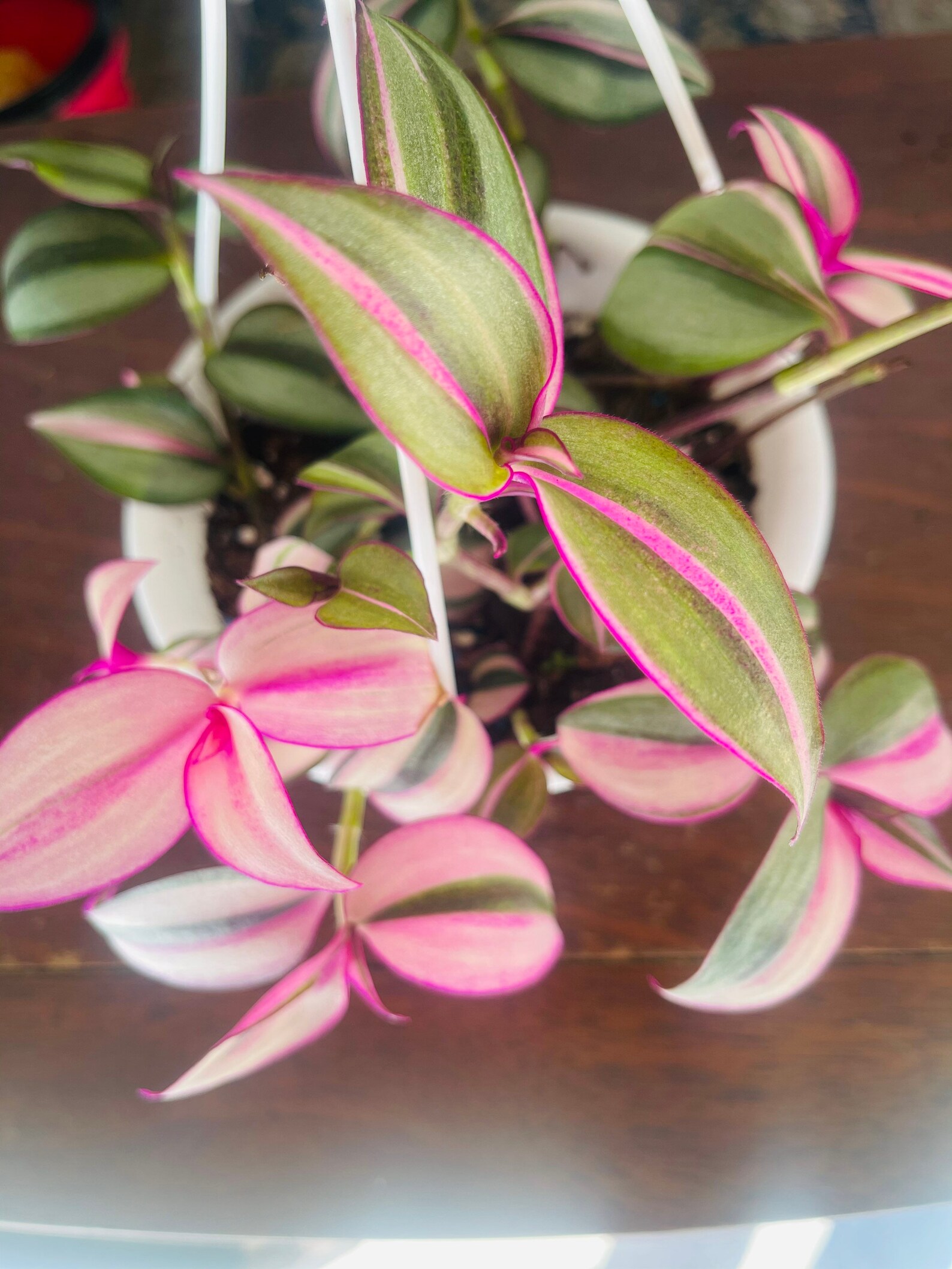 RARE Wandering Jew Tradescantia Quadricolor Wandering Jew - Etsy