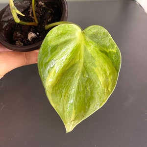 Rare Epipremnum Harlequin Aurea Inverted RARE Cultivar of Epipremnum ...