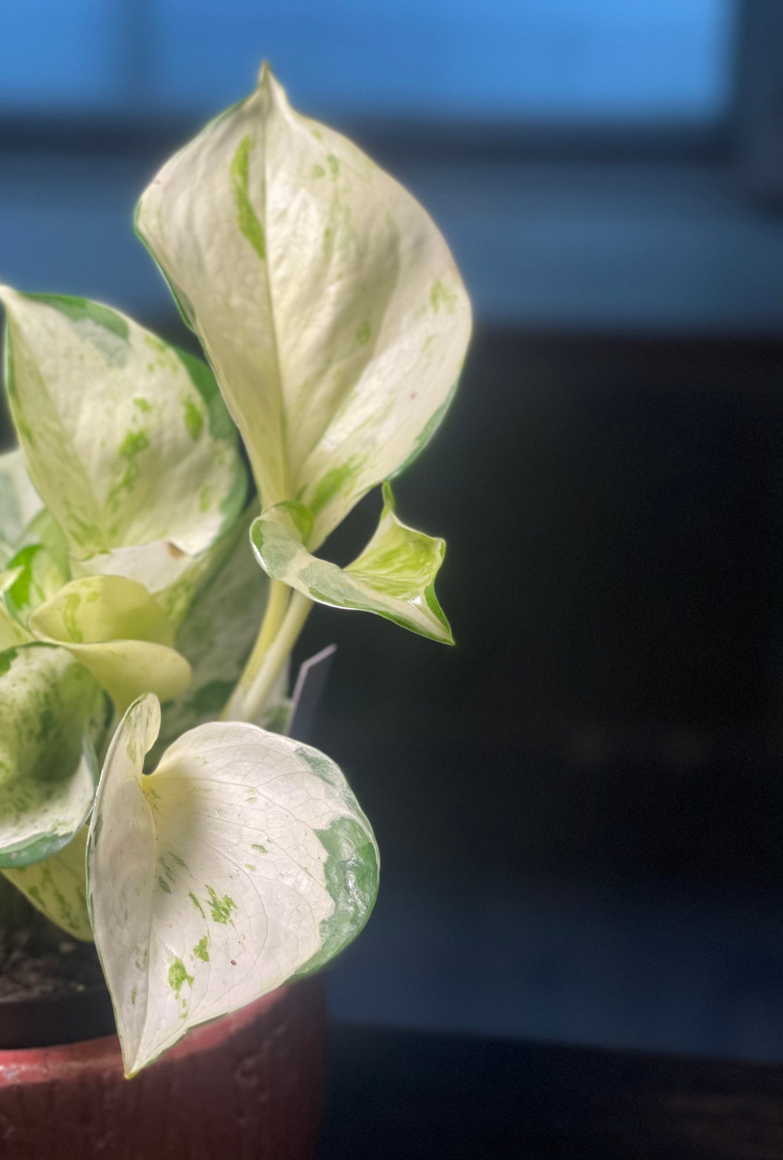 Rare Epipremnum Harlequin RARE Super White Cultivar of - Etsy