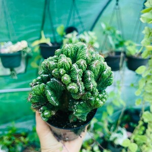 Blue Crested Cactus Rare Cactus Blue Crested Cactus Plant Rare Cactus ...