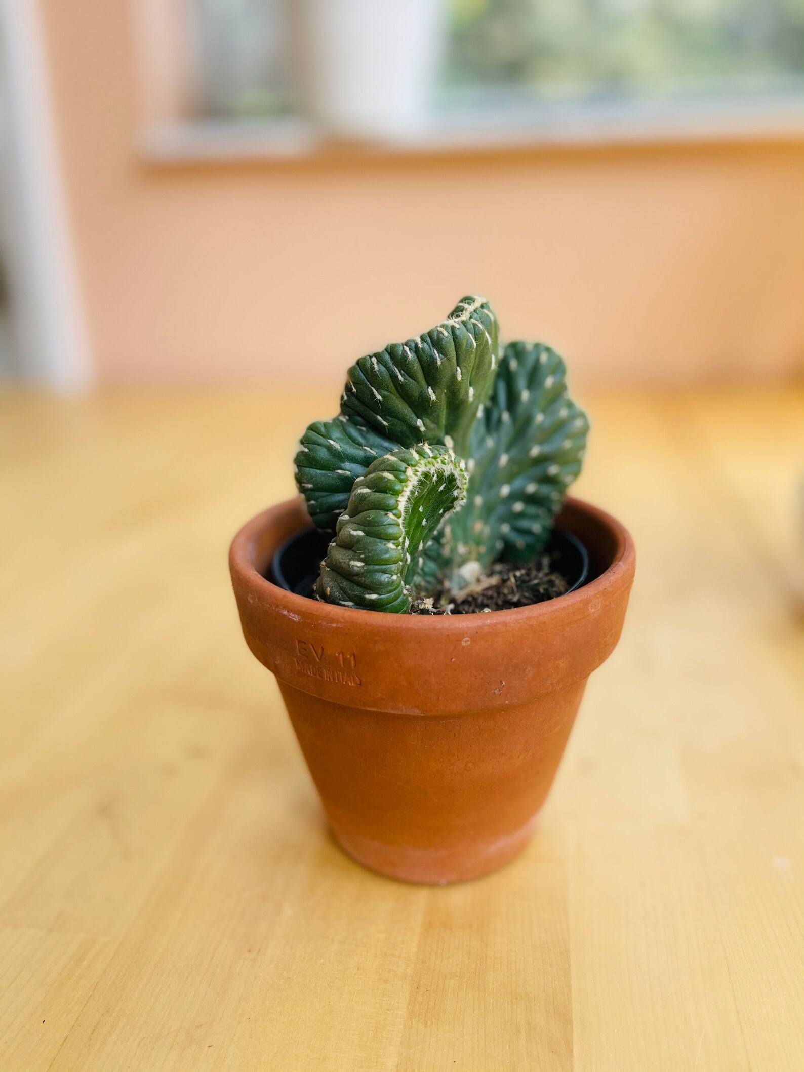 Blue Crested Cactus Rare Cactus Blue Crested Cactus Plant Rare - Etsy