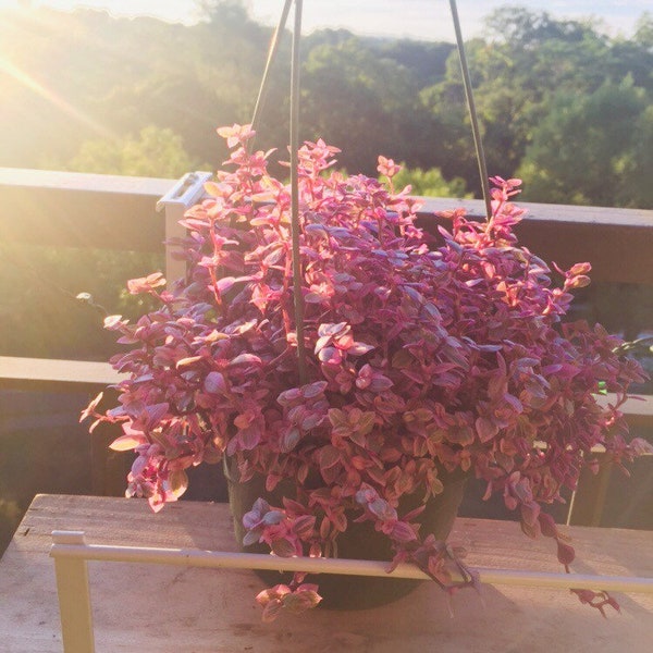 Wandering Jew Plant - Etsy