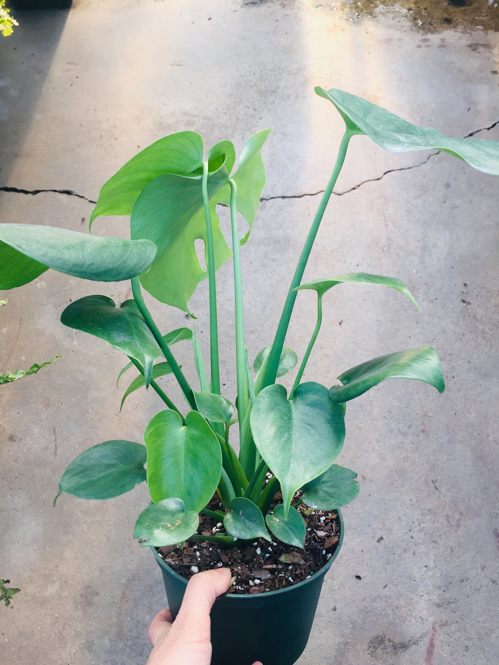 Philodendron Monstera Split Leaf Plants Split Leaf - Etsy
