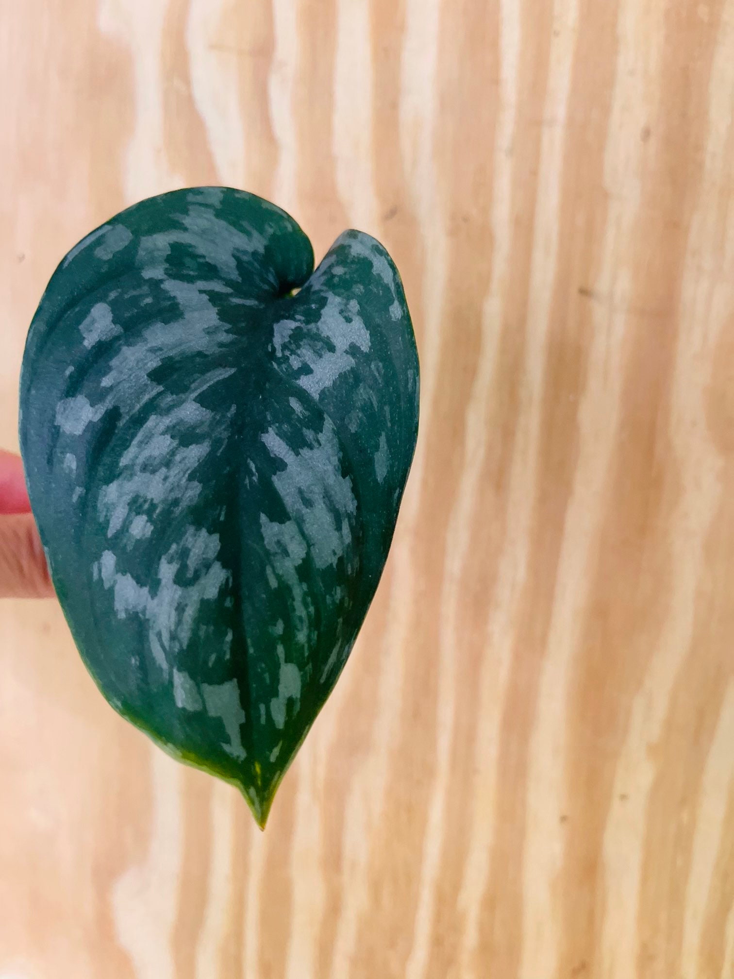 Scindapsus Tricolor or Silver Queen Rare Scindapsus Dark Form - Etsy ...