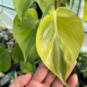 Rare Epipremnum Harlequin Aurea Inverted RARE Cultivar of Epipremnum ...