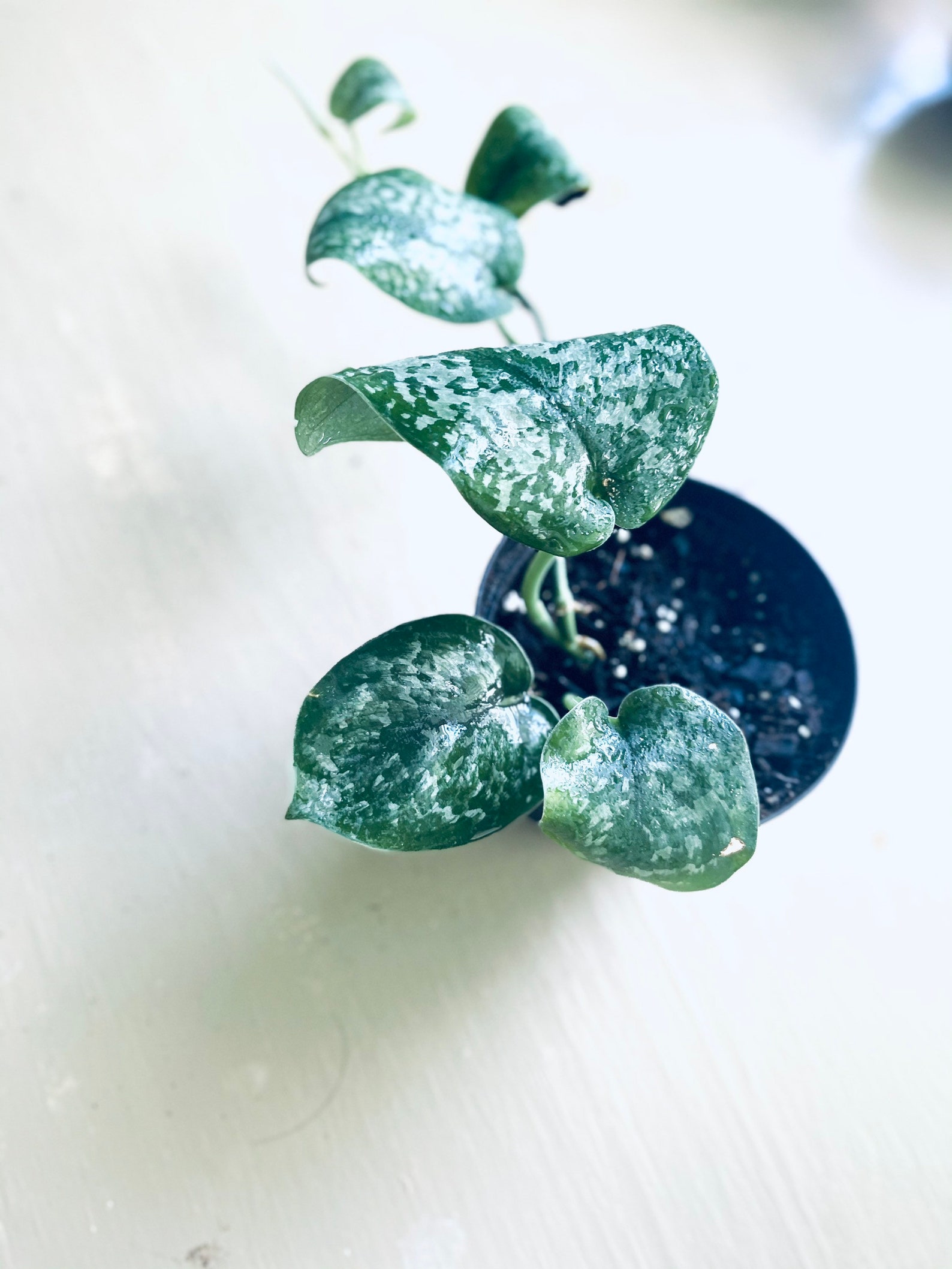 Silver Splash Scindapsus Silver Satin Pothos Low Light - Etsy