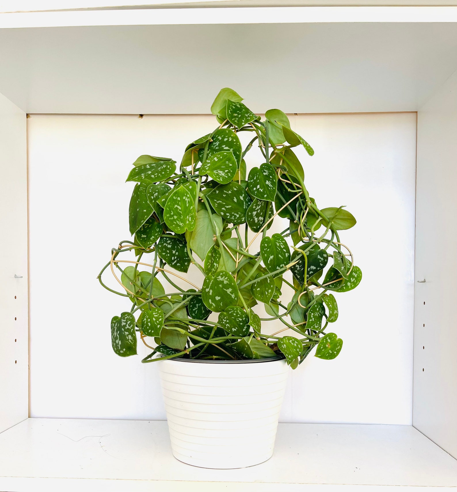Scindapsus Silver Satin Pothos Low Light Houseplant Variegate Plant ...