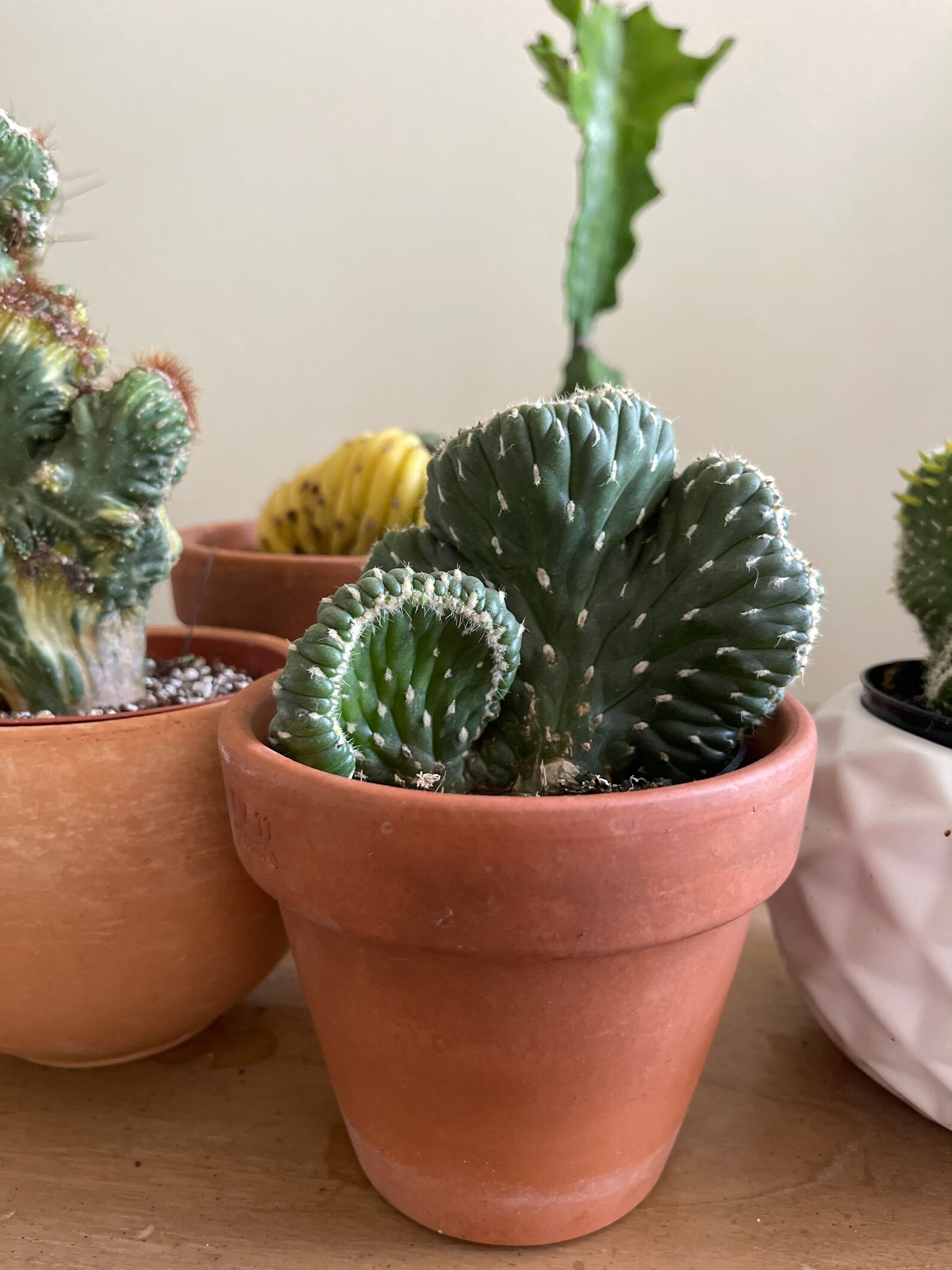 Blue Crested Cactus Rare Cactus Blue Crested Cactus Plant Rare - Etsy