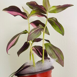Wandering Jew Pink Wandering Jew Multicolor Tradescantia | Etsy