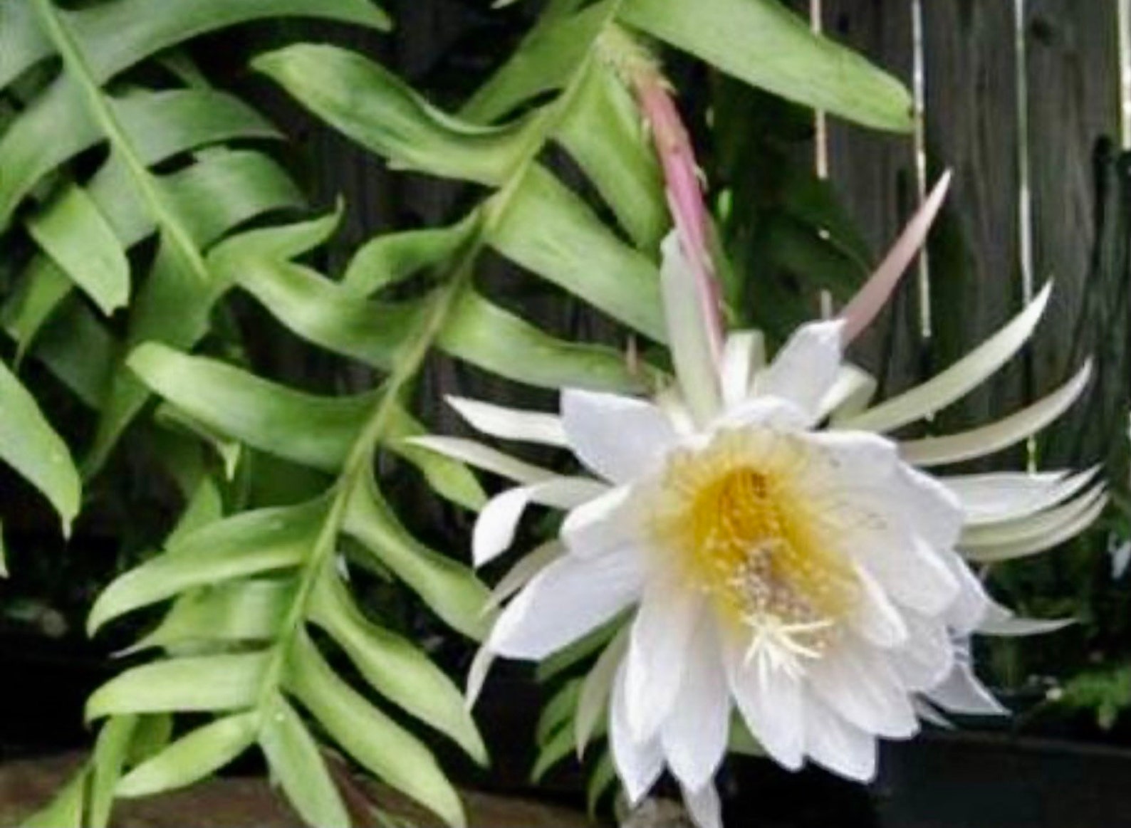 Fern Leaf Cactus Rare Shark Teeth CUATUS Cutting Rare Houseplants Live ...