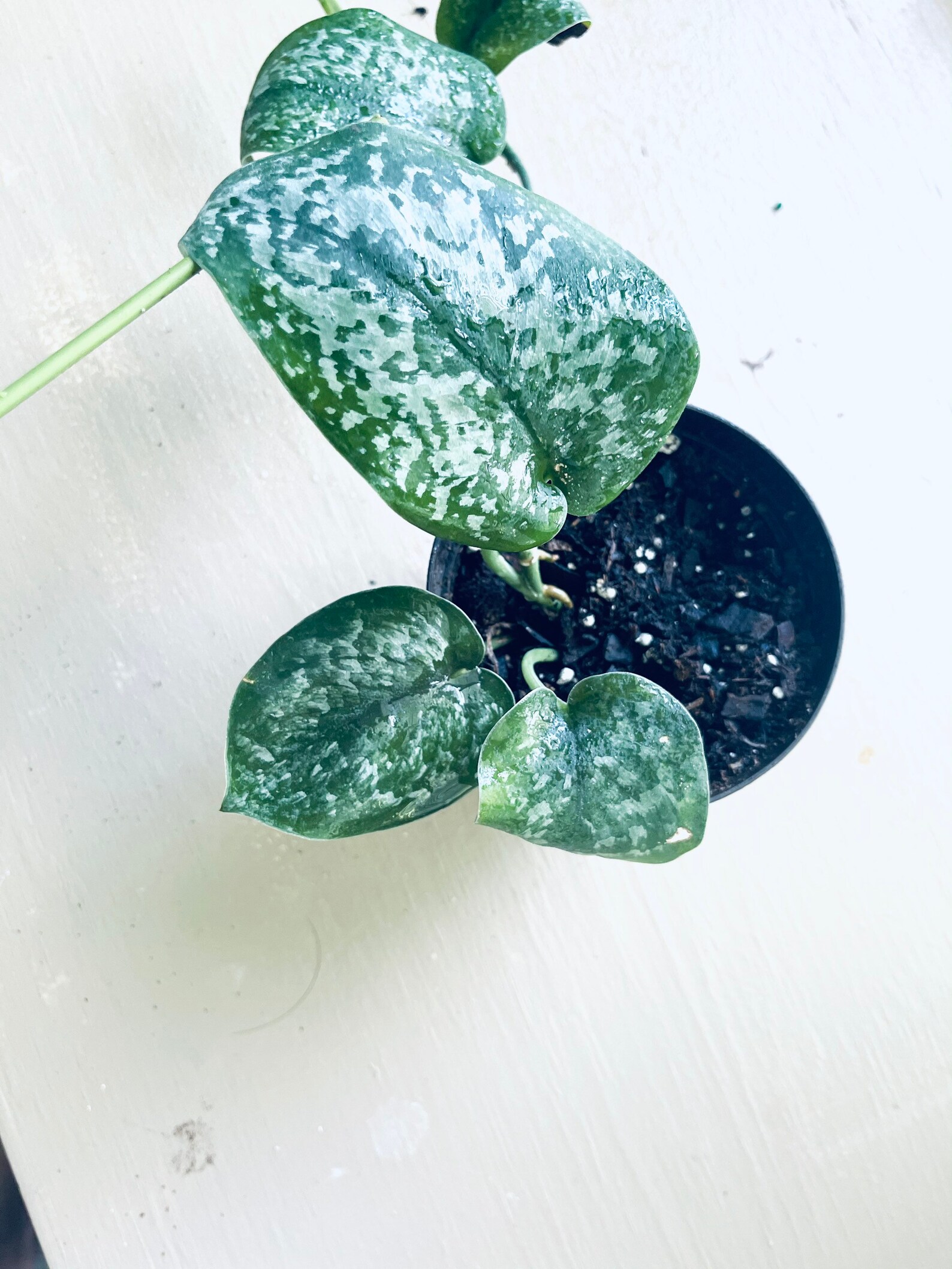 Silver Splash Scindapsus Silver Satin Pothos Low Light - Etsy