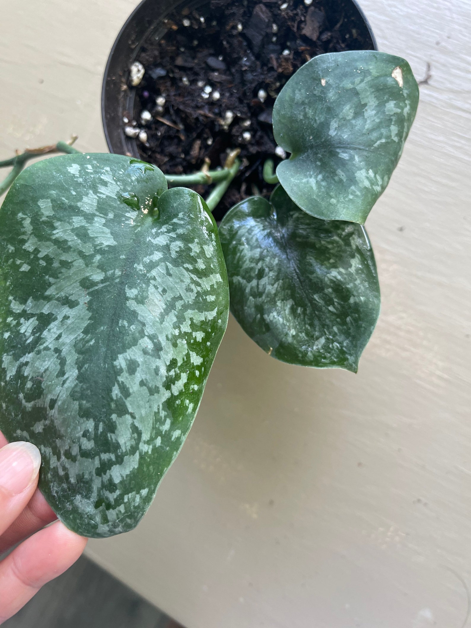 Silver Splash Scindapsus Silver Satin Pothos Low Light - Etsy