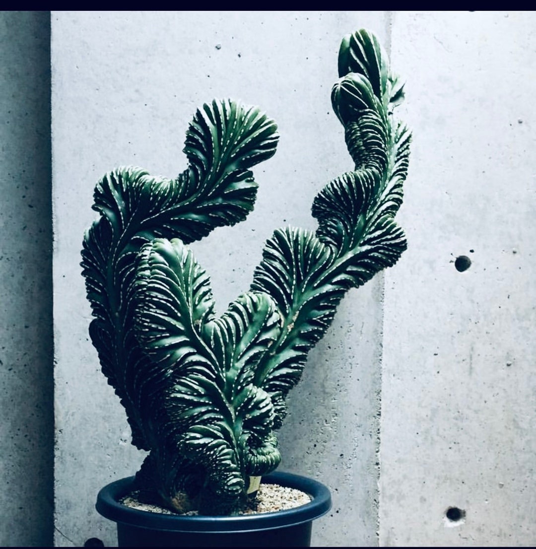 Blue Crested Cactus Rare Cactus Blue Crested Cactus Plant Rare Cactus ...