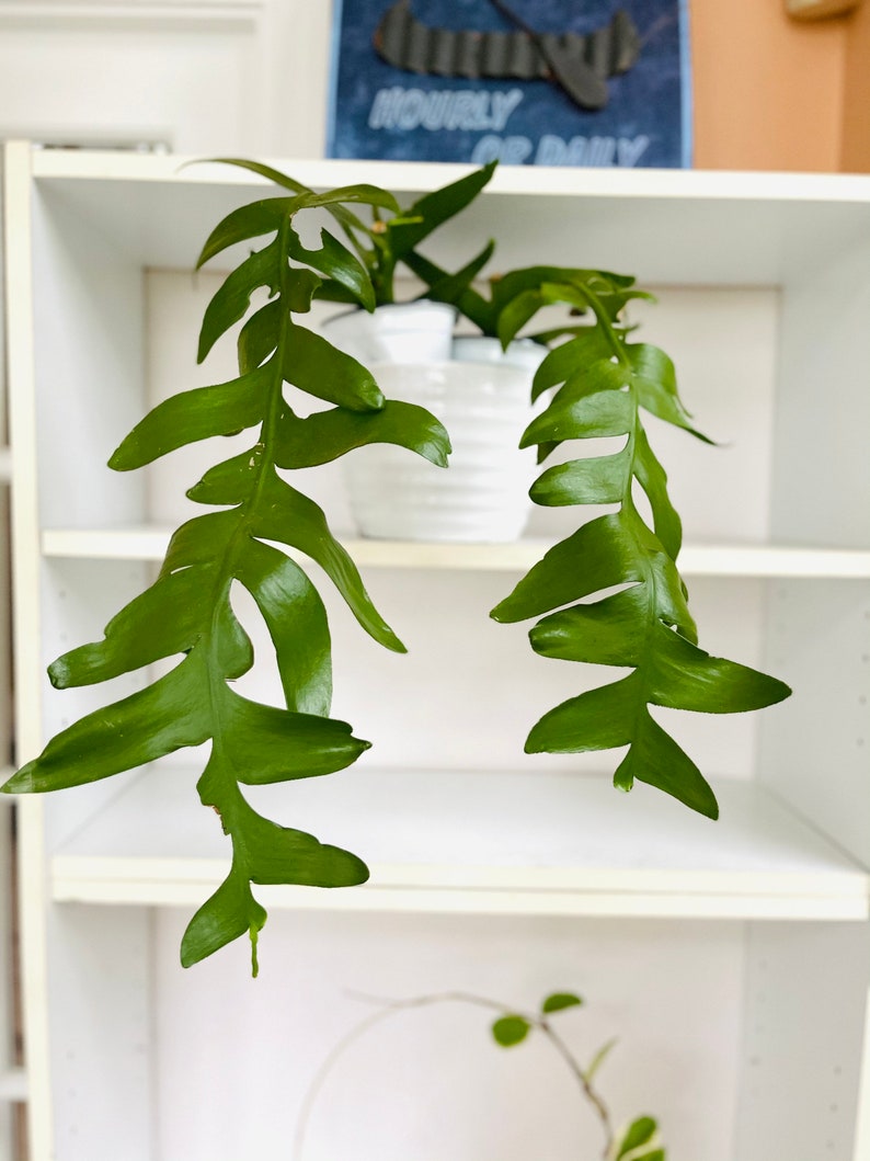 Fern Leaf Cactus Rare Shark Teeth CUATUS Cutting Rare - Etsy