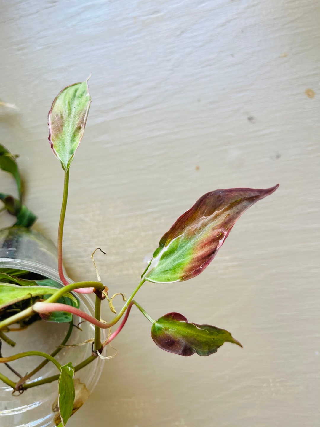 Rare Variegated Mican Philodendron RARE Cultivar Rare Plant - Etsy