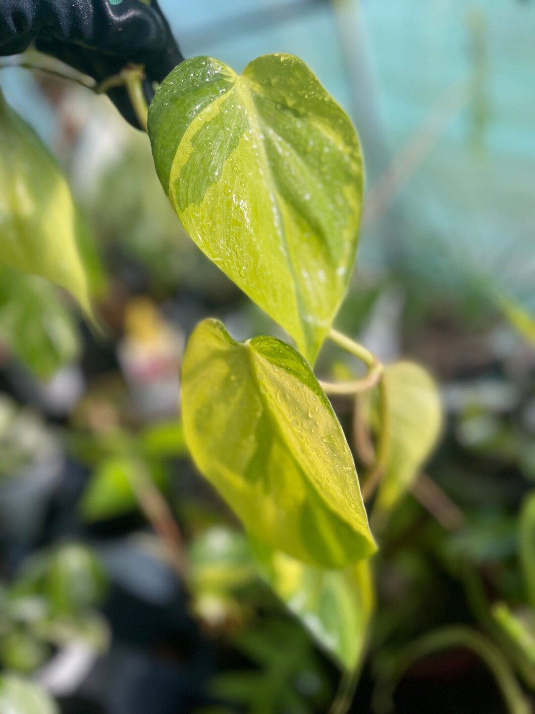Rare Epipremnum Harlequin Aurea Inverted RARE Cultivar of Epipremnum ...
