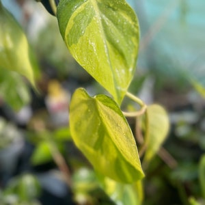 Rare Epipremnum Harlequin Aurea Inverted RARE Cultivar of Epipremnum ...
