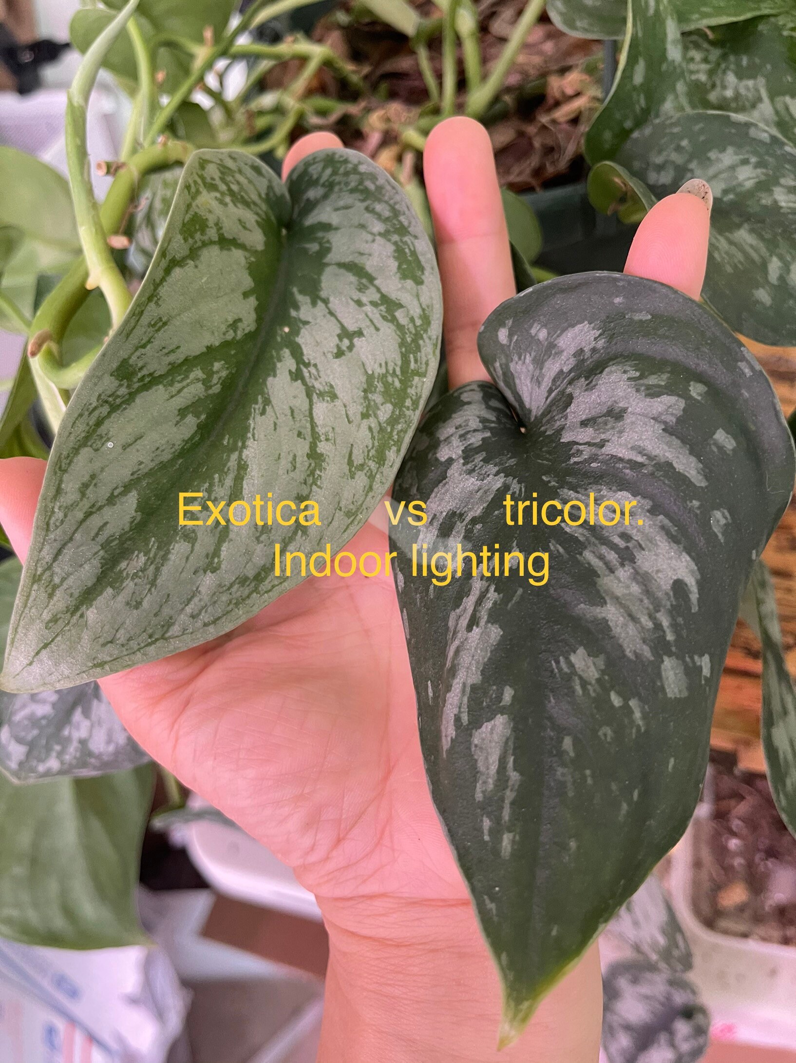 Scindapsus Tricolor or Silver Queen Rare Scindapsus Dark Form - Etsy ...