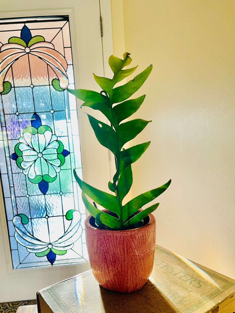 Fern Leaf Cactus Rare Shark Teeth CUATUS Cutting Rare - Etsy