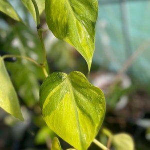 Rare Epipremnum Harlequin Aurea Inverted RARE Cultivar of Epipremnum ...